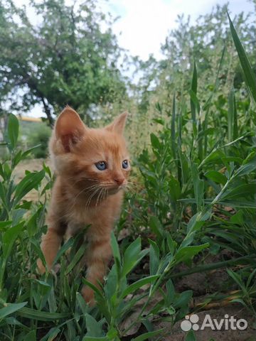 Котята в хорошие руки