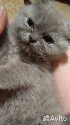 Британские котята