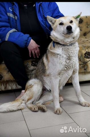 Собака девочка ищет дом