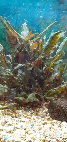 Аквариумные рыбки