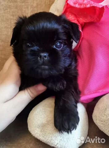 Бельгийский гриффон