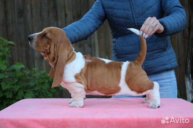 Щенки бассет хаунд