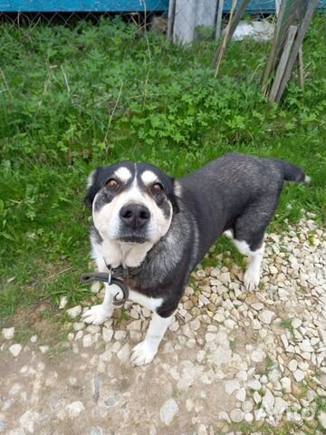 Алабай в добрые руки