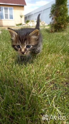 Отдам подарю бесплатно