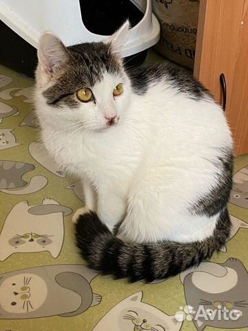 Чудесный котёнок Каспер 6 месяцев