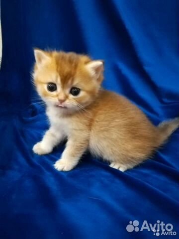 Клубный британский котик и кот для вязки