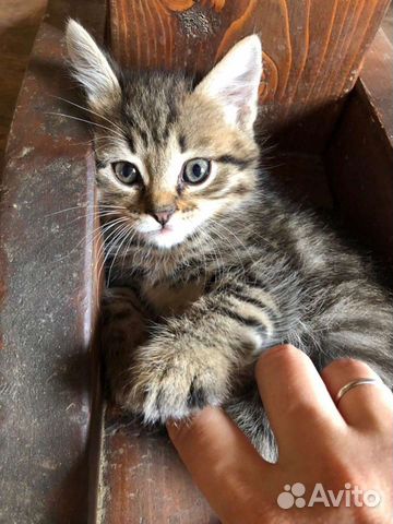 Котенок красивый от домашней кошки