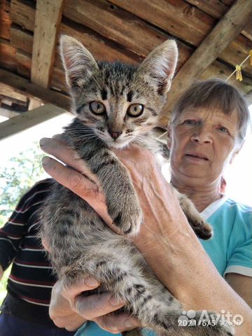 Котики тигрового окраса