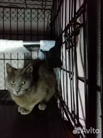 Русская голубая