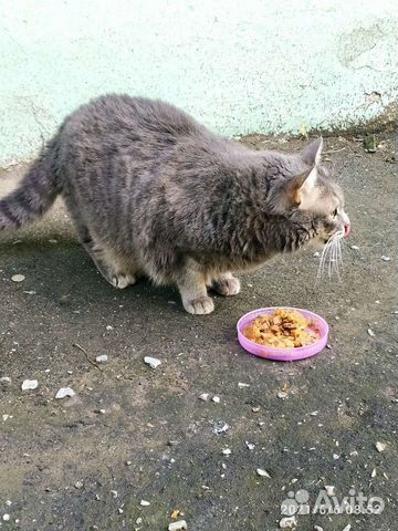 Найден кот весом более 7кг