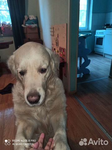 Вязка голден ретривер