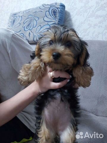 Йоркширский терьер щенки