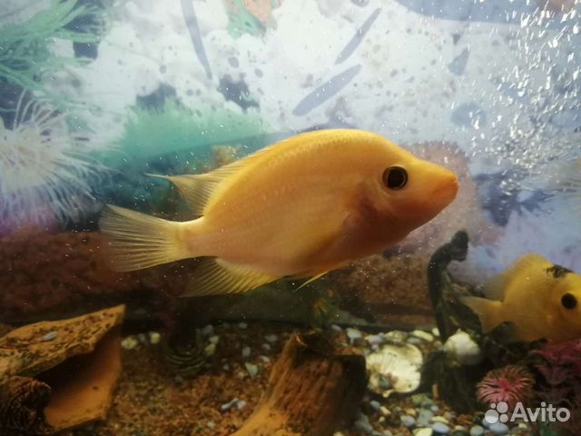 Аквариумные рыбки цихлиды