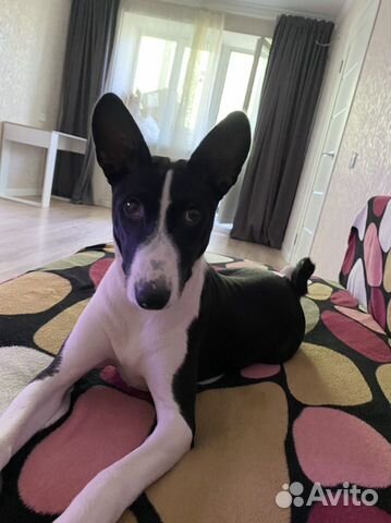 Бассенджи щенки