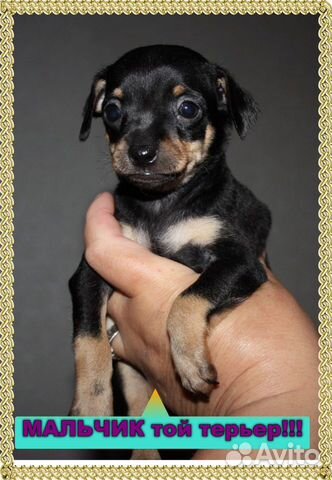 Крошечные тойчики щенки русский той