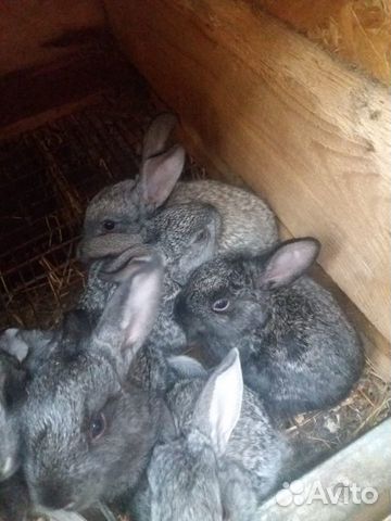 Крольчата