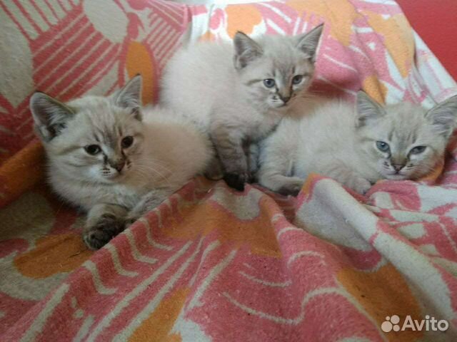 Котята в добрые руки мальчики