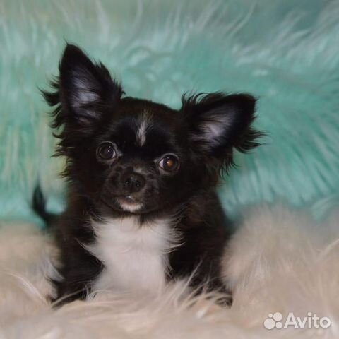 Щенки чихуахуа