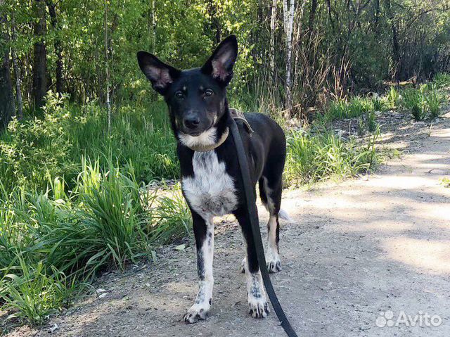 Раскидистоухая девочка-щенок в дар