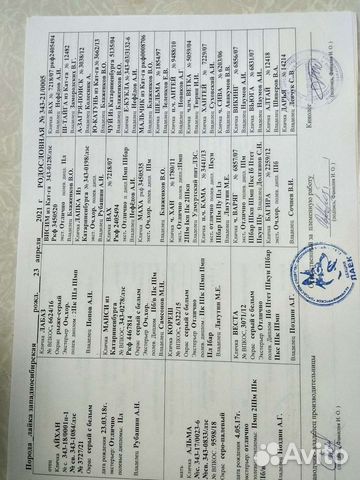 Щенки западно сибирской лайки на продажу