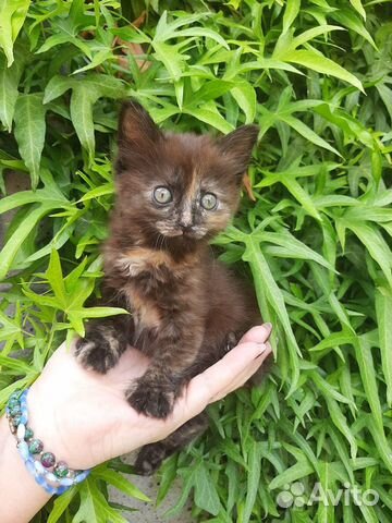 Дети Штуши-кутуши