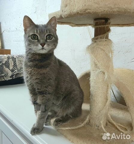 Кошечка Ася в добрые руки бесплатно