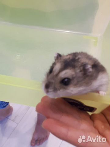 Отдам Джингарского хомяка в хорошие руки