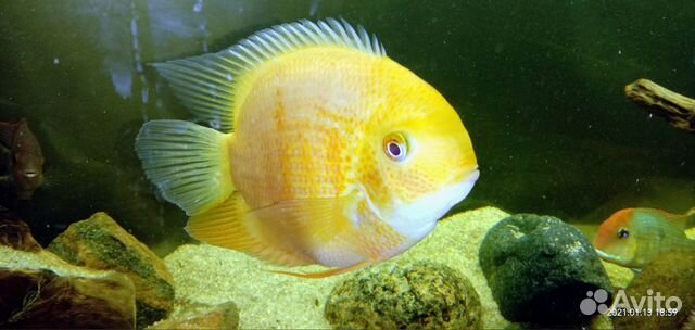 Полиптерус. северум. геофагусы.порту аллегри