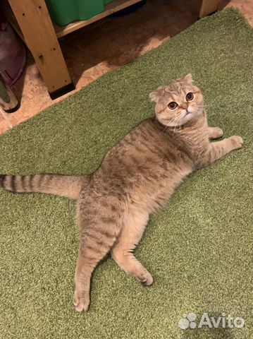 Коты для вязки