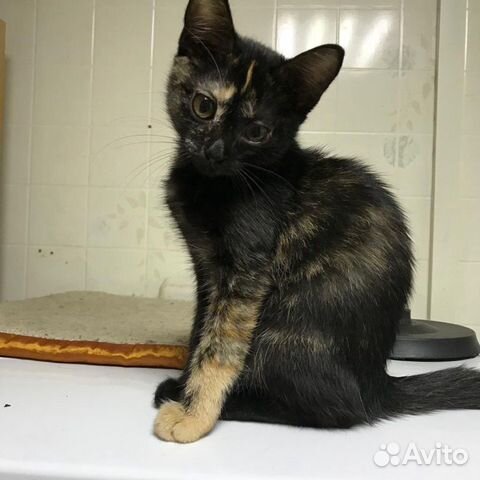 Котёнок черепахового окраса
