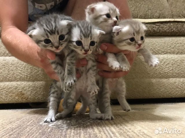 Британские котята