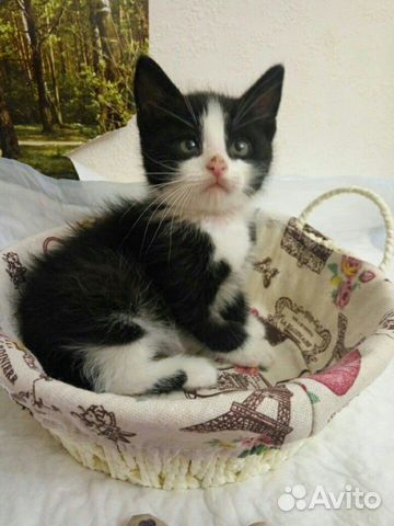 Чудесный карапуз