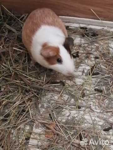 Морские свинки