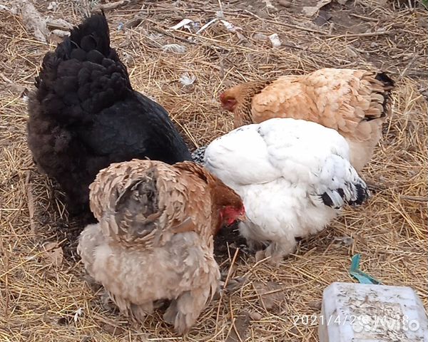 Цыплята Брама, кучинские