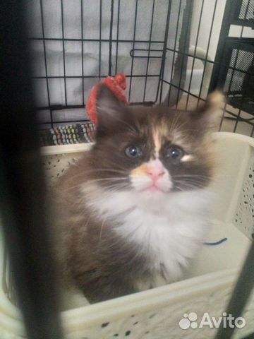 Кошачий младенец девочка