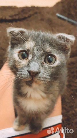 Кошка смесь британца и сиамки