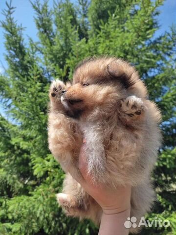 Щенки померанского шпица медвежонок