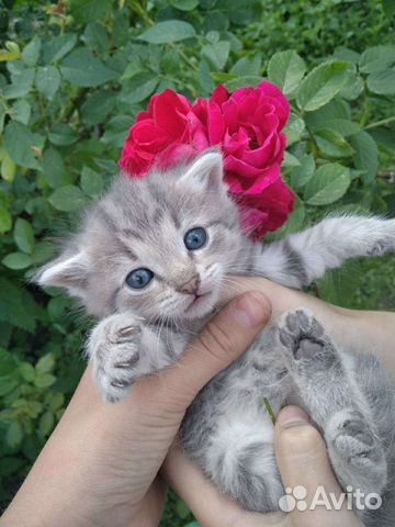 Сибирские котята