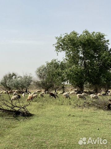 Овцы с ягнятами