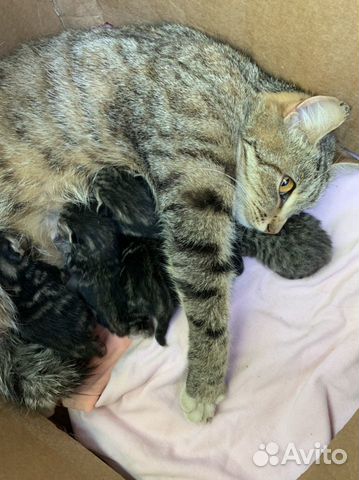 Кошка