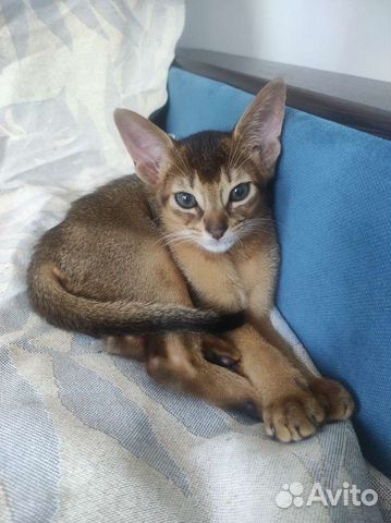 Абиссинские котята