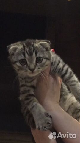 Шотландские вислоухие котята