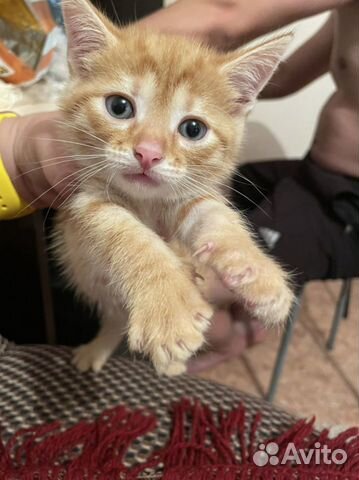 Рыжий котенок в добрые руки