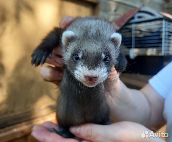Хоречки, пастель и стандарт