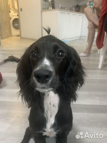 Русский охотничий спаниель