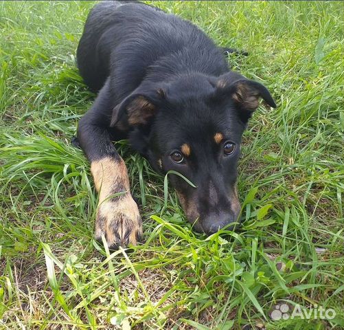 Собака в добрые руки