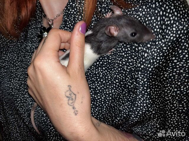 Крыса домашняя