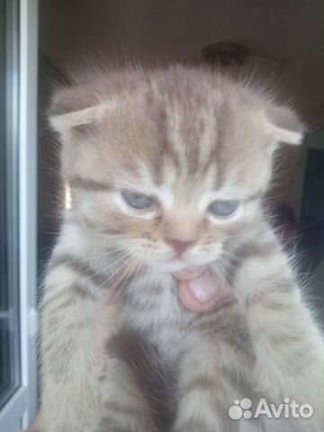 Британские вислоухие котята