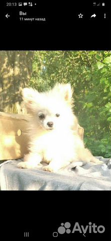 Шпиц померанский мини мишка девочки бело кремовые