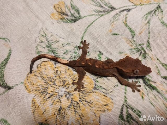 Геккон бананоед реснидчатый